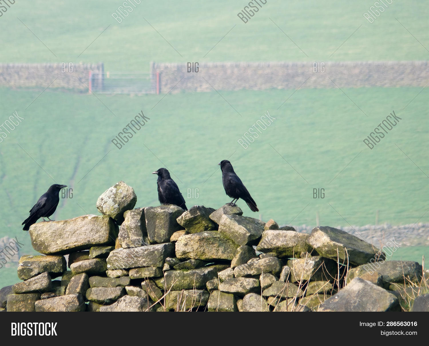 Three Crows Perched On Image & Photo (Free Trial) | Bigstock