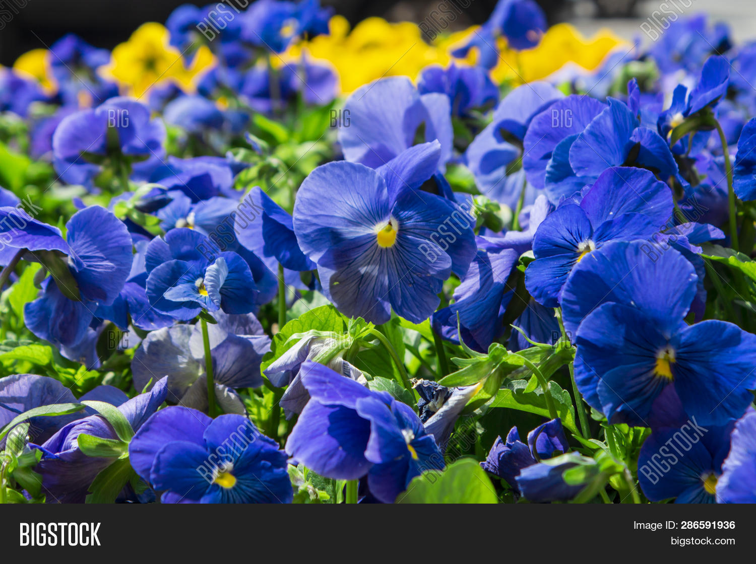 Flower Garden Sunny Image & Photo (Free Trial) | Bigstock