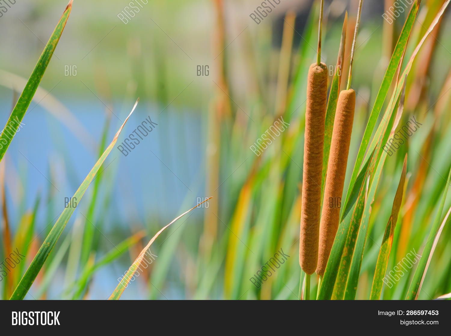 Cattails On Edge Pond Image & Photo (Free Trial) | Bigstock