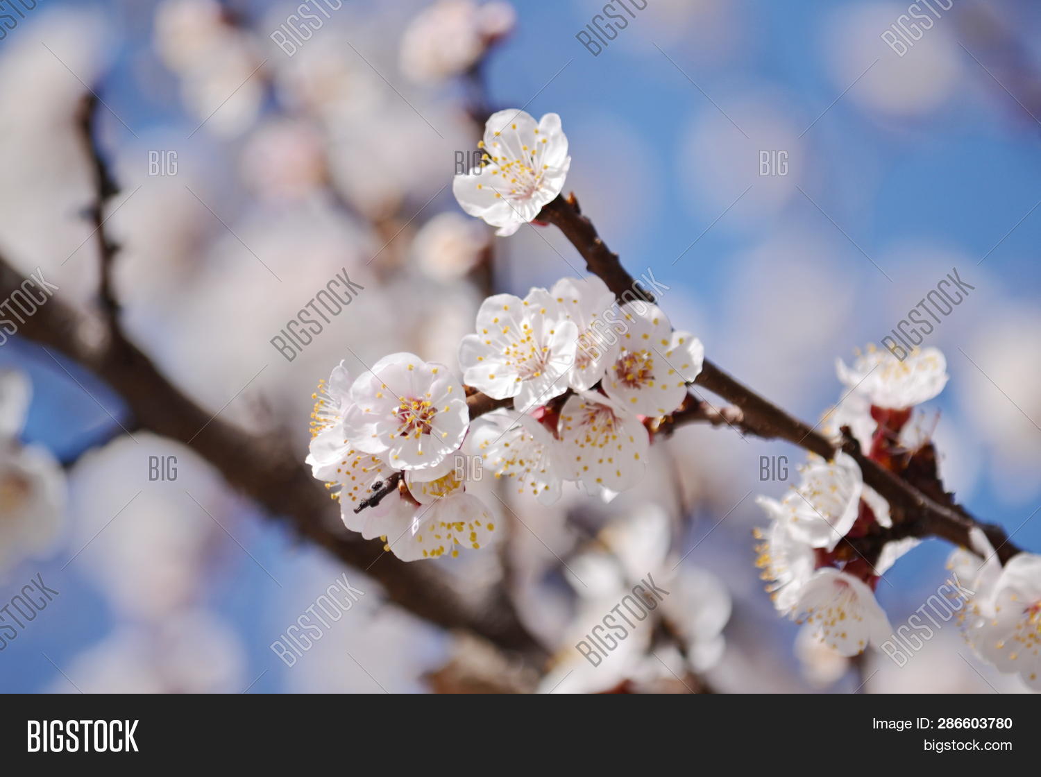 Flowering Branch Image & Photo (Free Trial) | Bigstock