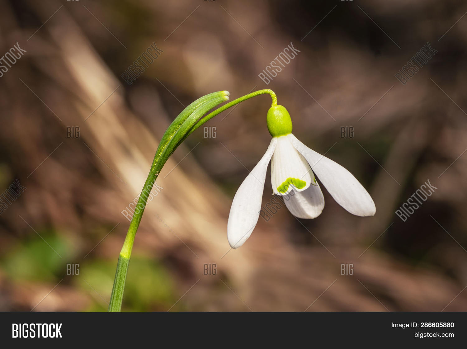 Snowdrop Spring Image & Photo (Free Trial) | Bigstock