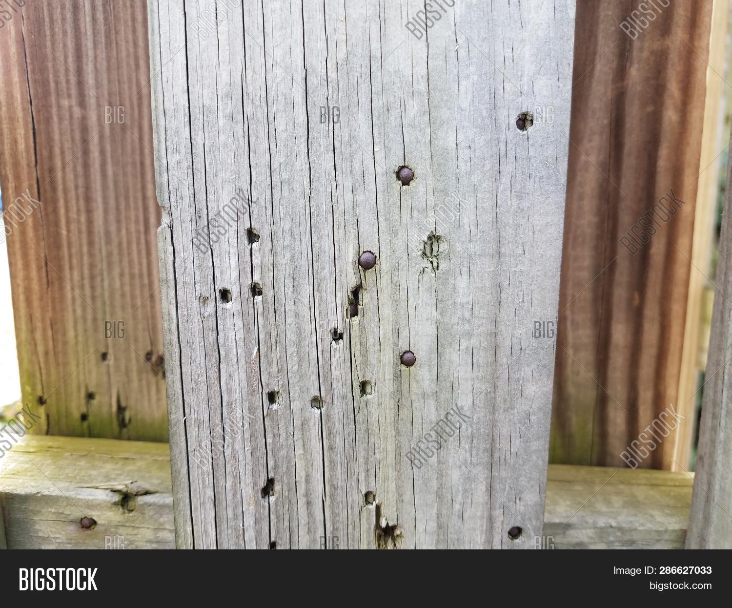Bullet Hole In Wood