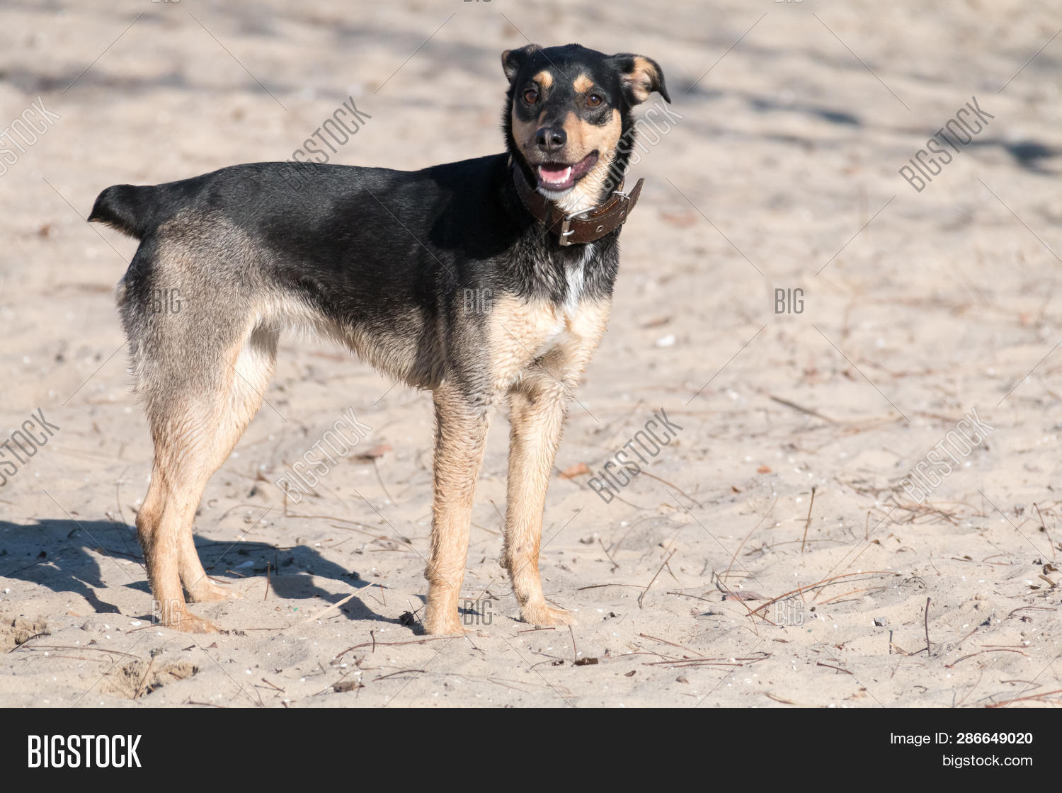 Young Dog Jagdterrier Image & Photo (Free Trial) | Bigstock