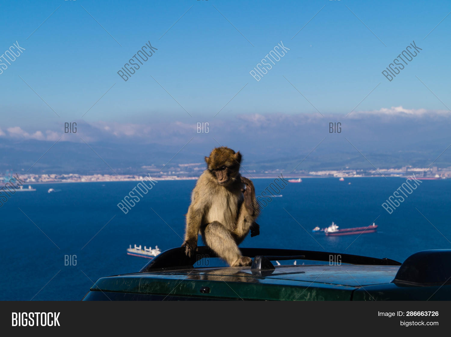 Magot Barbary Monkey Image & Photo (Free Trial) | Bigstock
