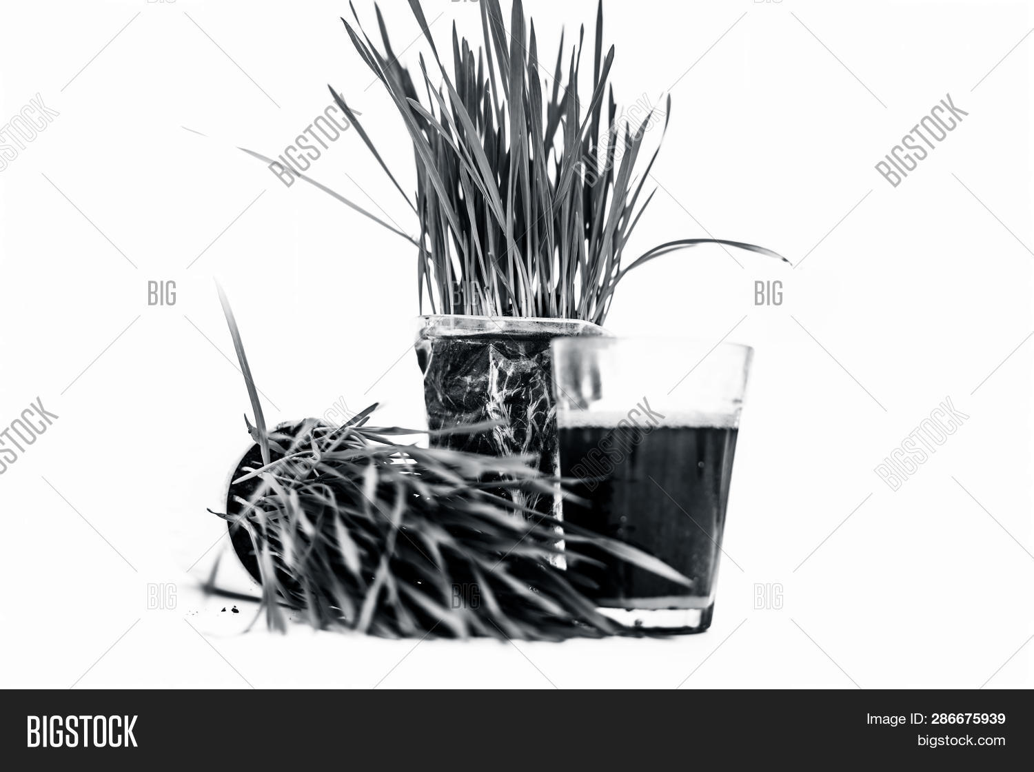 Wheatgrass Extract/ Image & Photo (Free Trial) | Bigstock