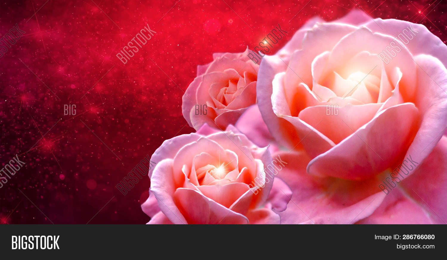 Pink Roses Banner Red Image & Photo (Free Trial) | Bigstock