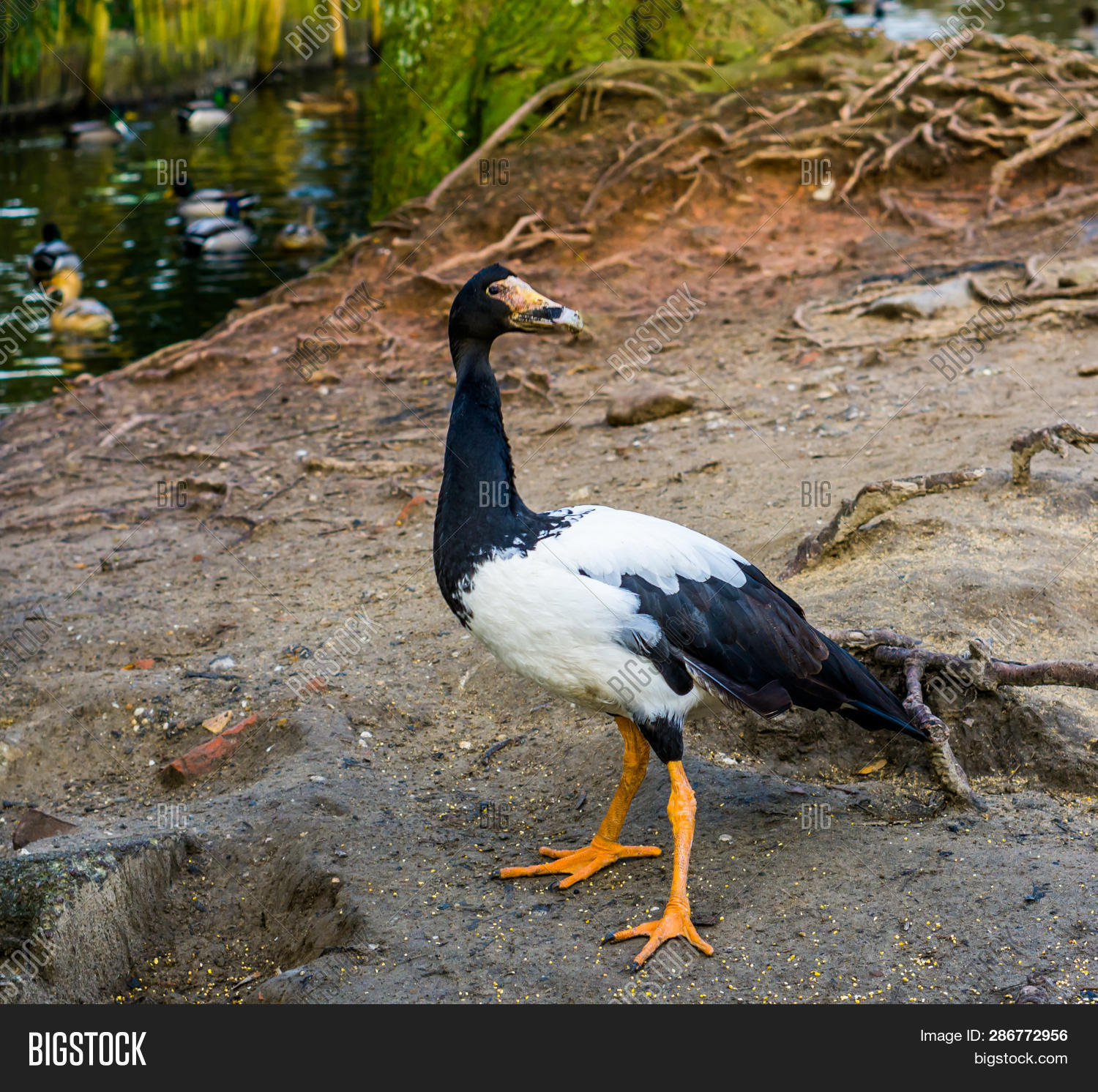Portrait Magpie Goose Image & Photo (Free Trial) | Bigstock