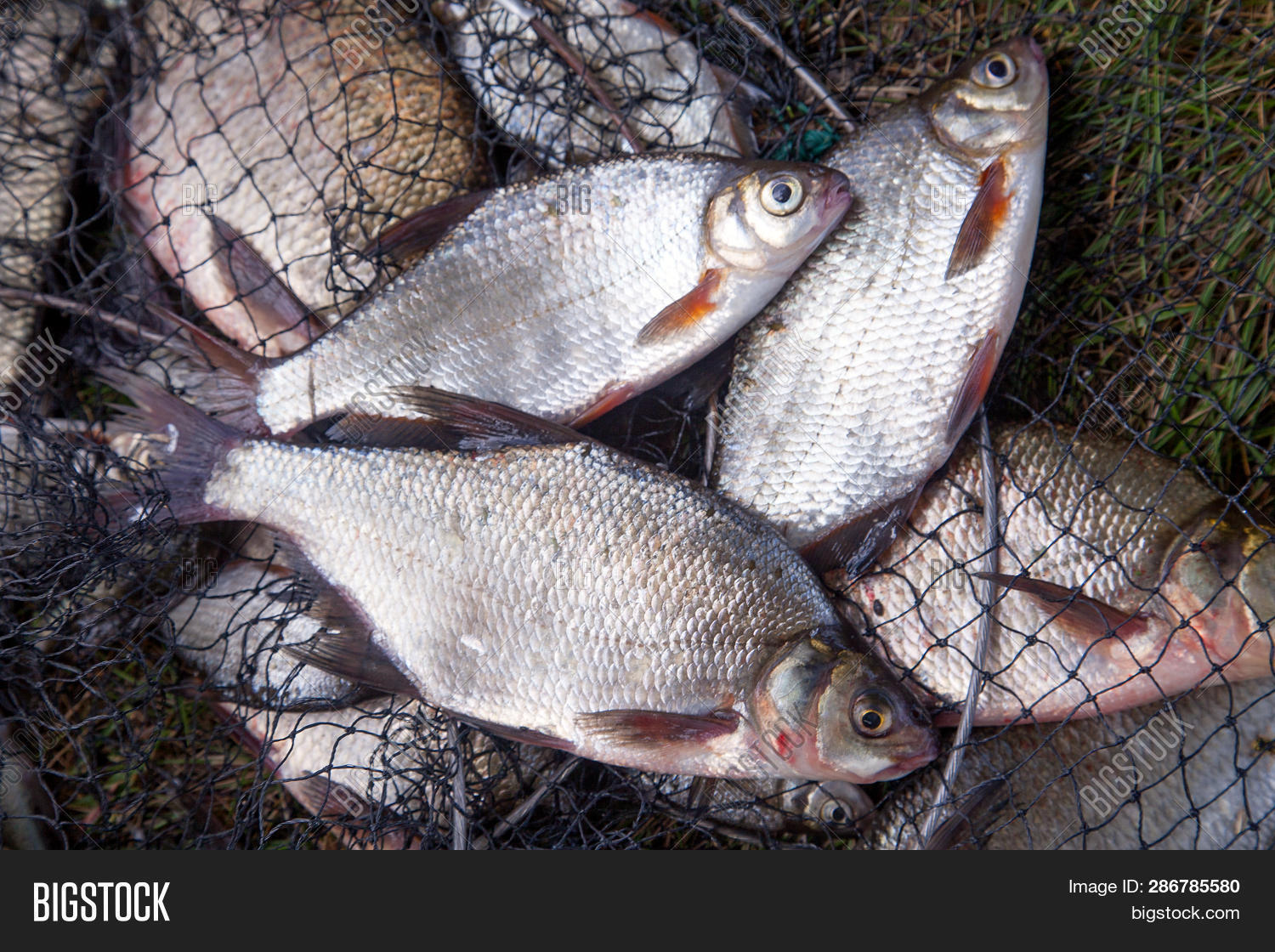 Freshwater White Bream Image & Photo (Free Trial) | Bigstock