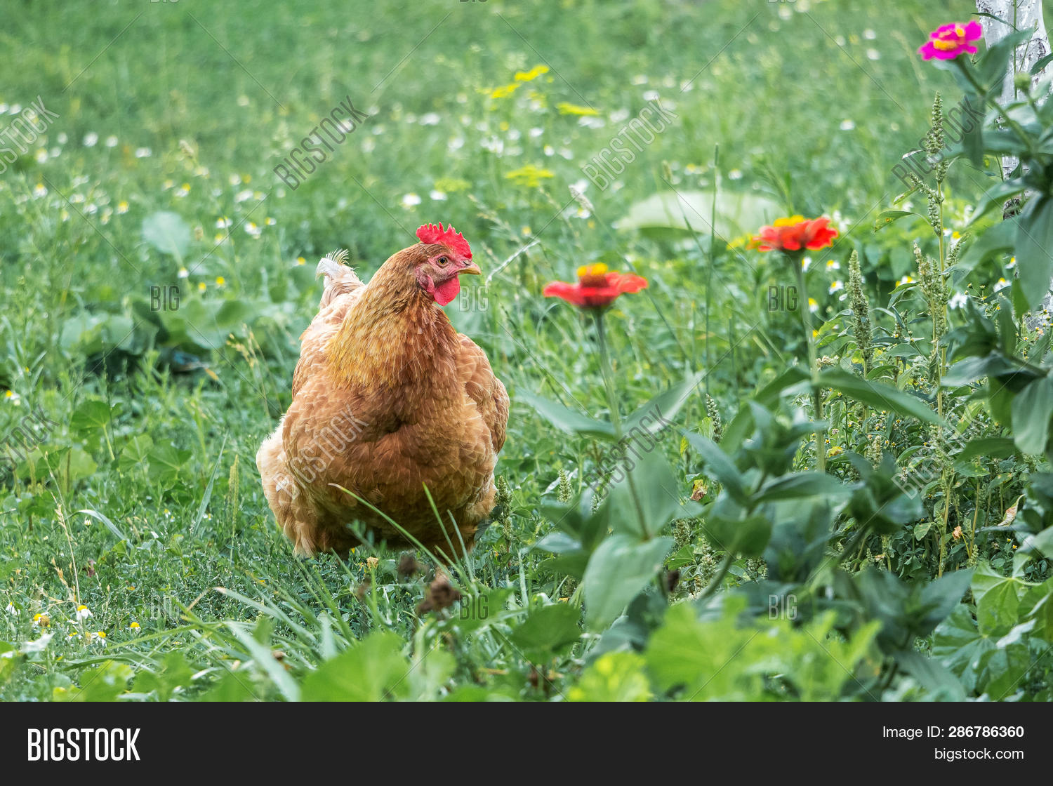 Brown Chicken On Farm Image & Photo (Free Trial) | Bigstock