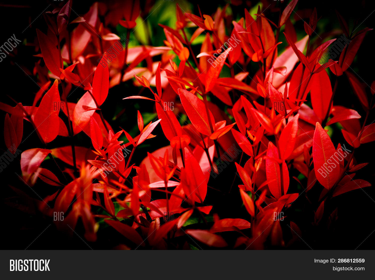 Beautiful Red Leaf Image & Photo (Free Trial) | Bigstock