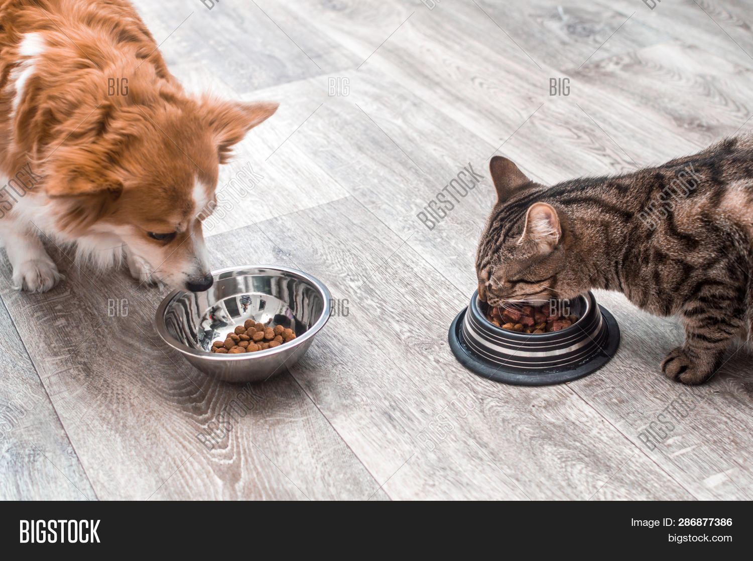 Dog Cat Eat Together Image & Photo (Free Trial) | Bigstock