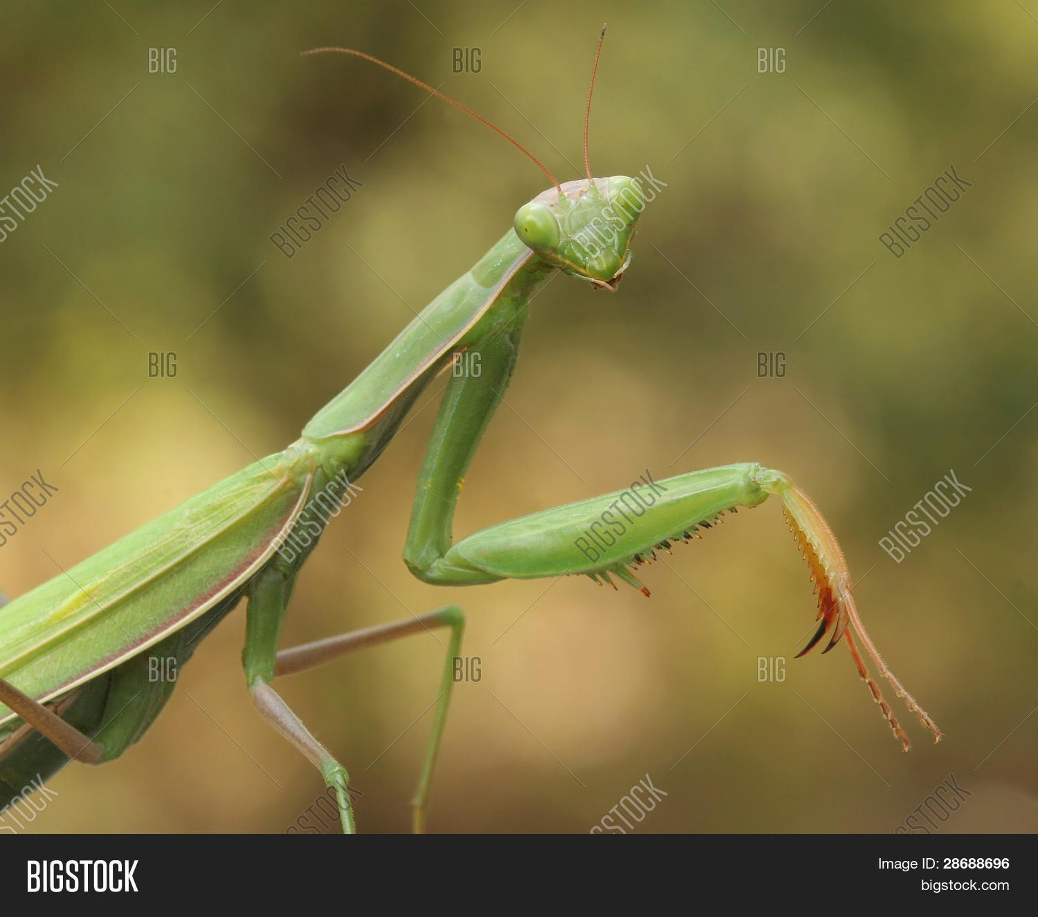 Praying Mantis Image & Photo (Free Trial) | Bigstock
