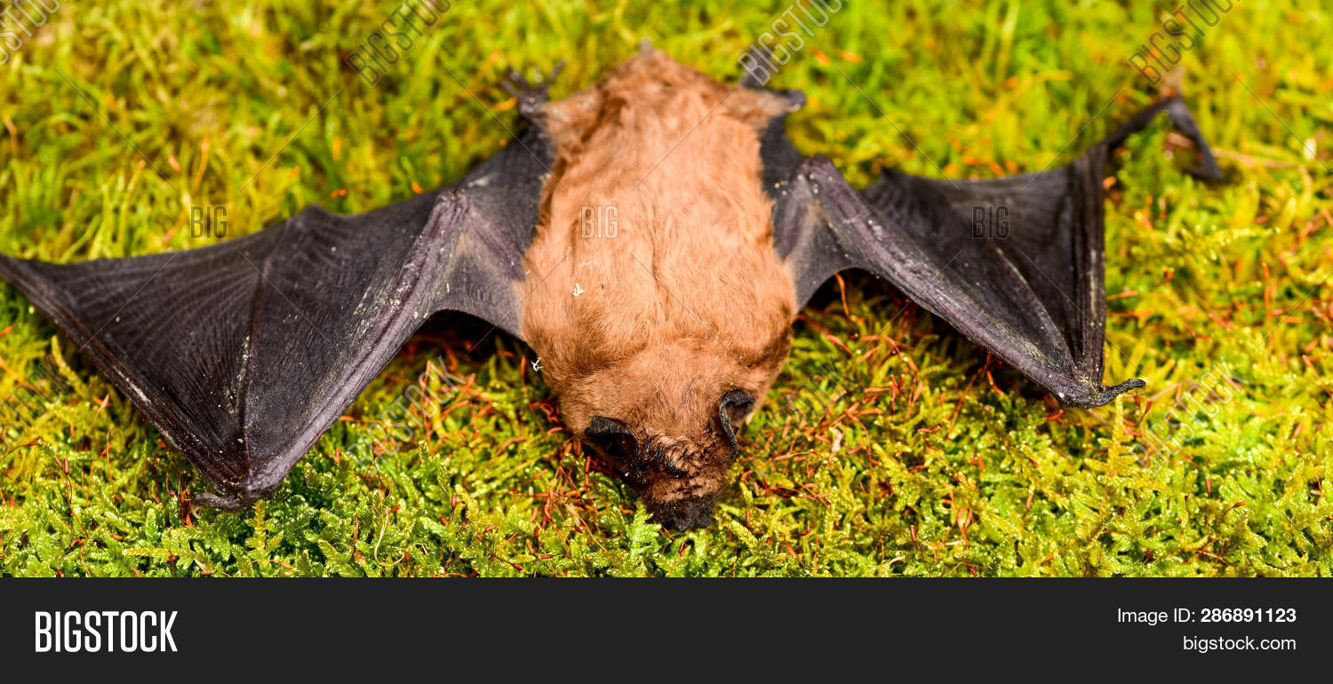 Bat Detector. Ugly Bat Image & Photo (Free Trial) | Bigstock