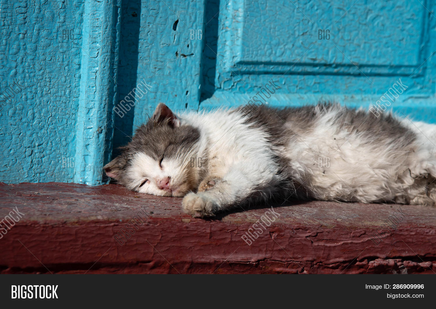 Stray Dirty Cat Image & Photo (Free Trial) | Bigstock