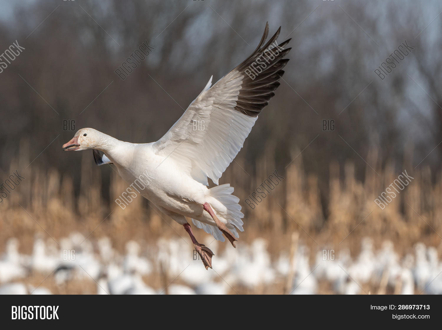 Snow Geese (chen Image & Photo (Free Trial) | Bigstock