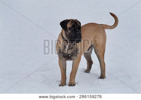 Bullmastiff Cropped Ears