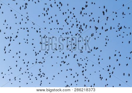 Hundreds Ravens Fly Image & Photo (Free Trial) | Bigstock