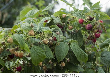 Ripe Red Raspberry Image & Photo (Free Trial) | Bigstock