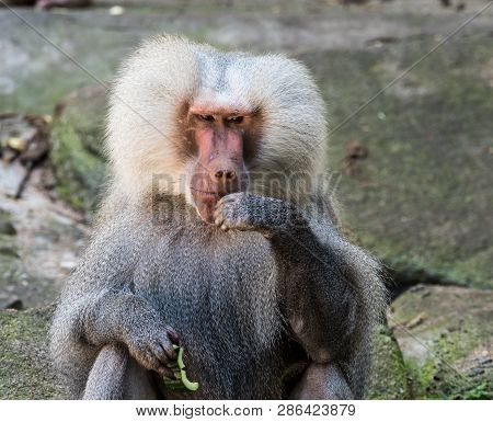 Hamadryas Baboon, Image & Photo (Free Trial) | Bigstock