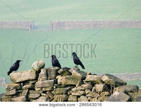 Three Crows Perched On Image & Photo (Free Trial) | Bigstock