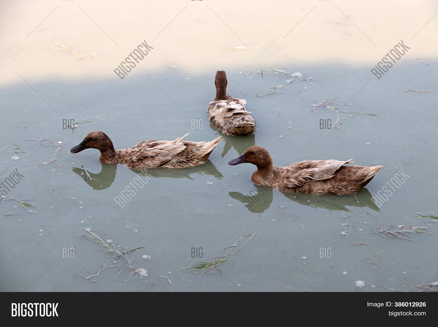 Three Brown Color Duck Image & Photo (Free Trial) | Bigstock