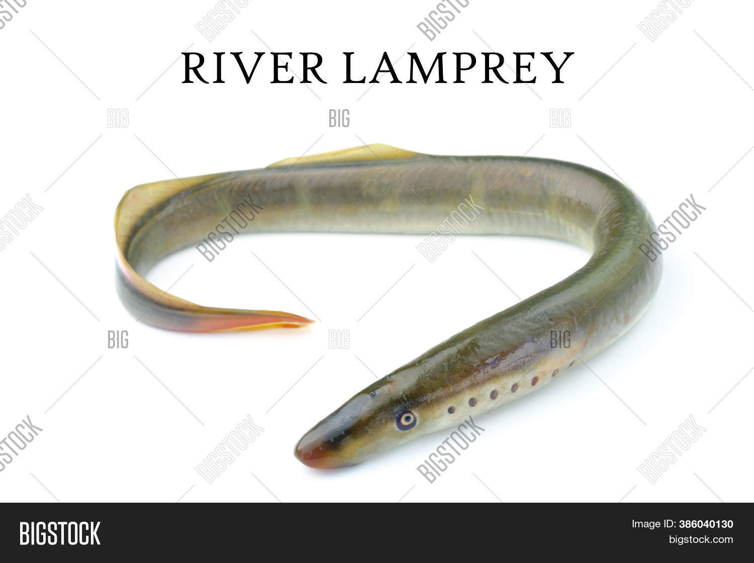Lamprey River, Image & Photo (Free Trial) | Bigstock