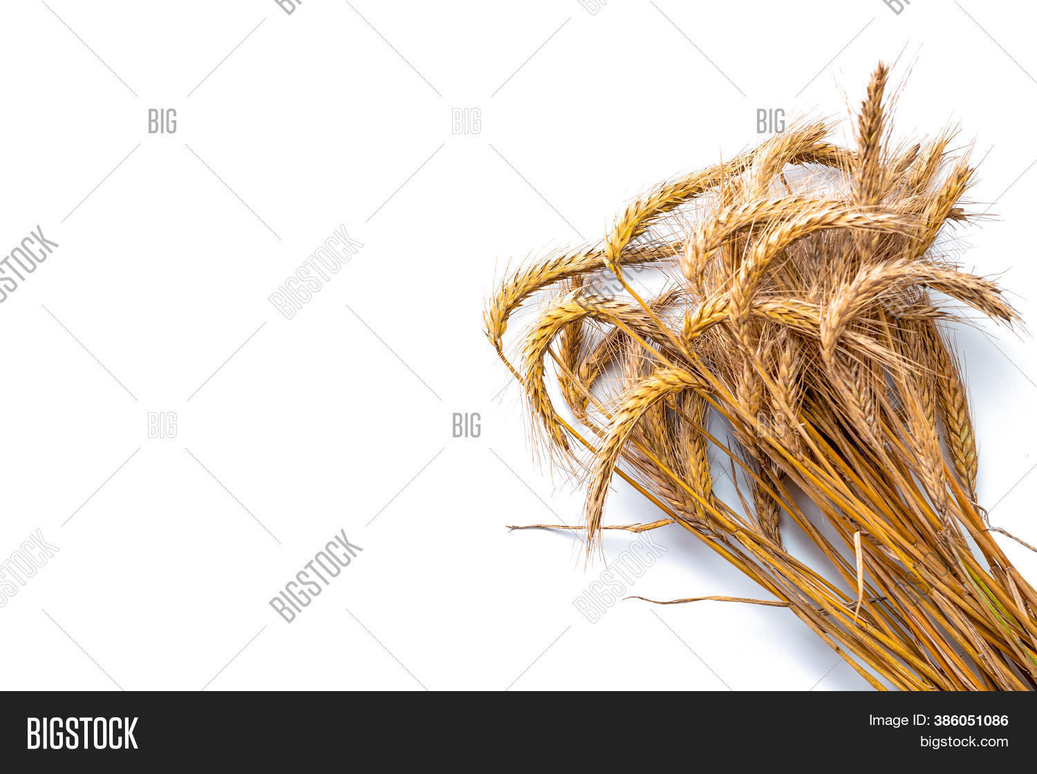 Wheat Raw Grain. Whole Image & Photo (Free Trial) | Bigstock