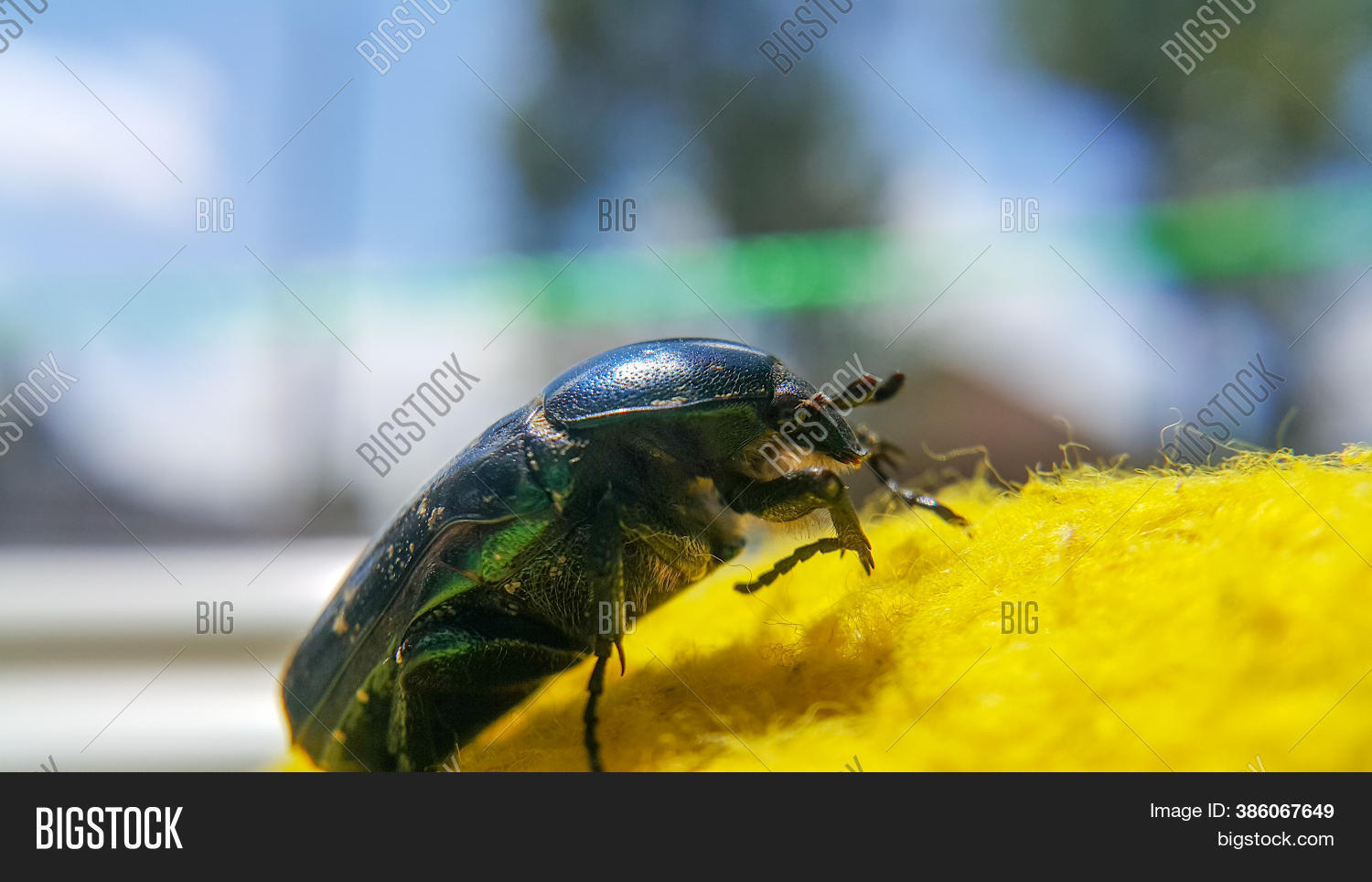 Green June Beetle. Image & Photo (Free Trial) | Bigstock