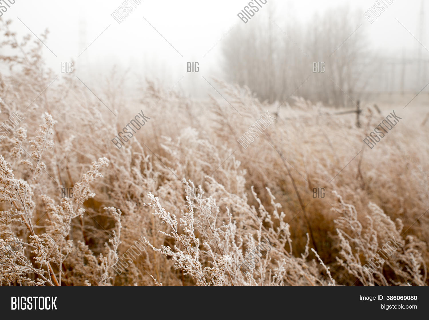 Dry Tall Grass Covered Image & Photo (Free Trial) | Bigstock