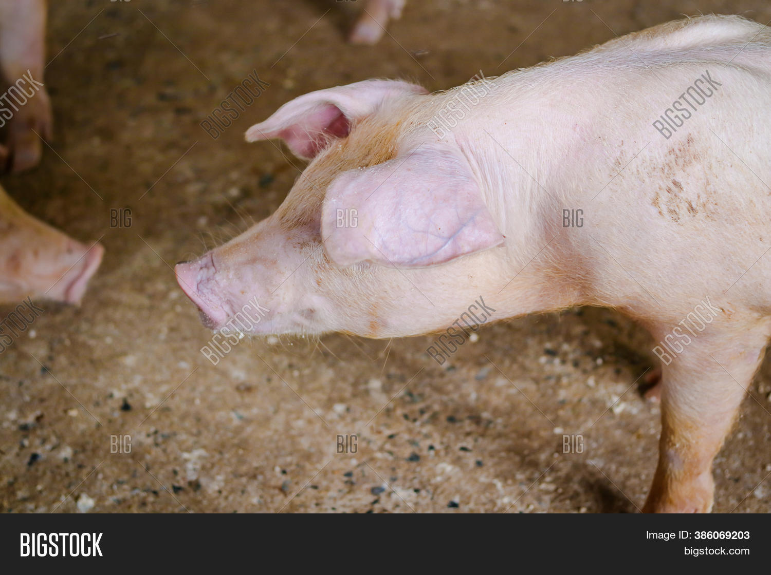 Pink Pig That Ear Has Image & Photo (Free Trial) | Bigstock
