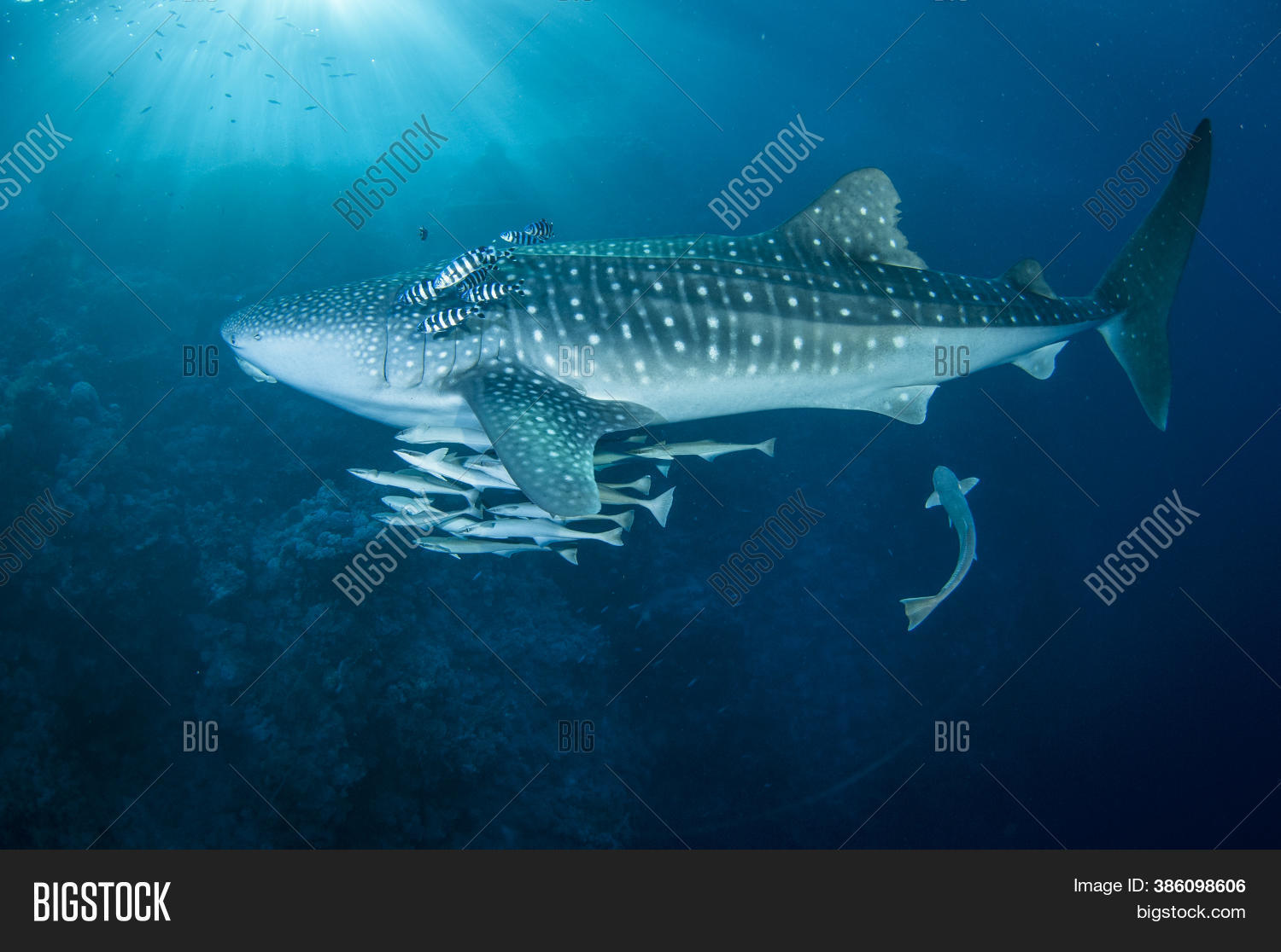 Whale Shark Swimming Image & Photo (Free Trial) | Bigstock
