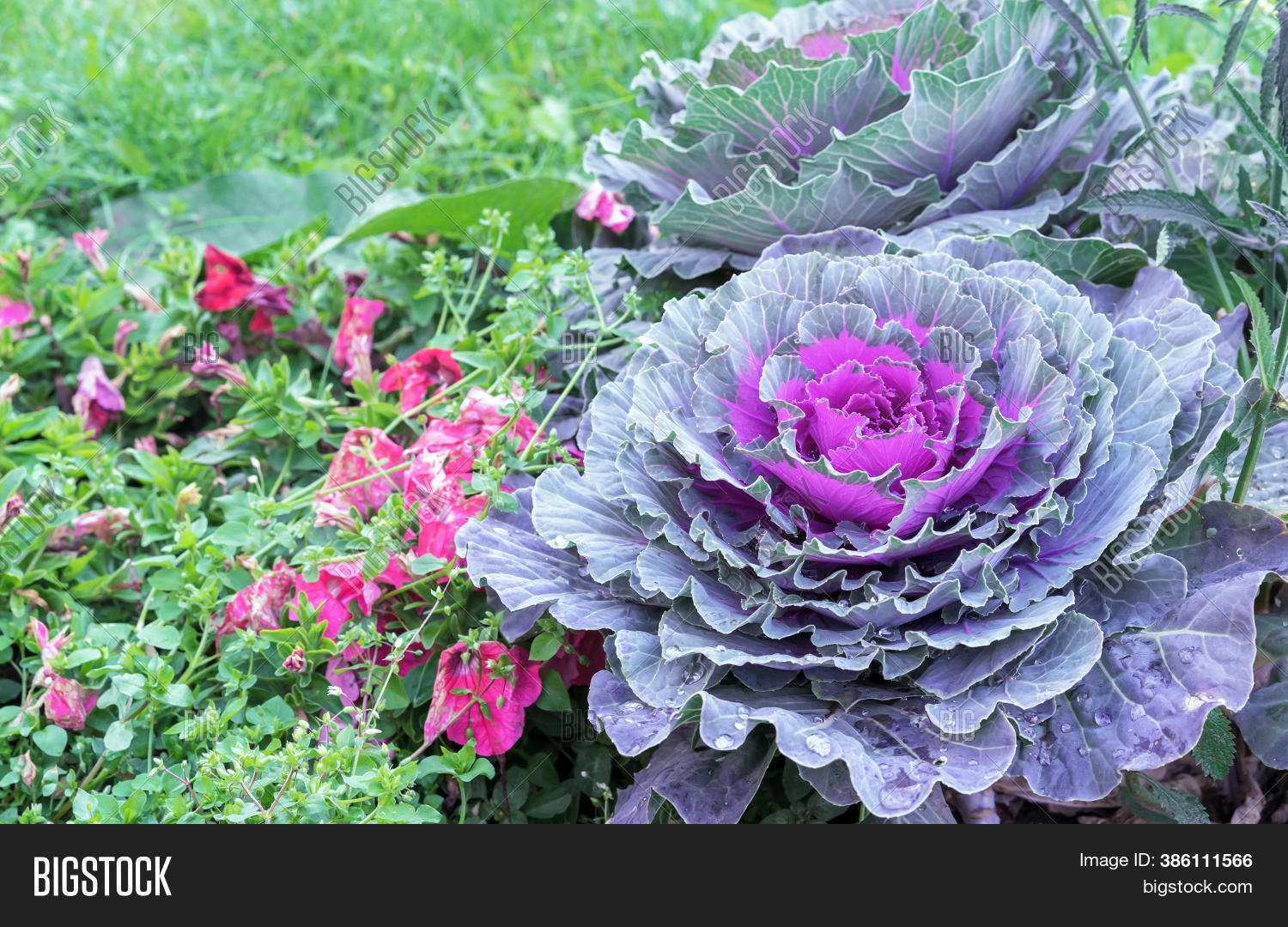 Ornamental Cabbage. Image & Photo (Free Trial) | Bigstock