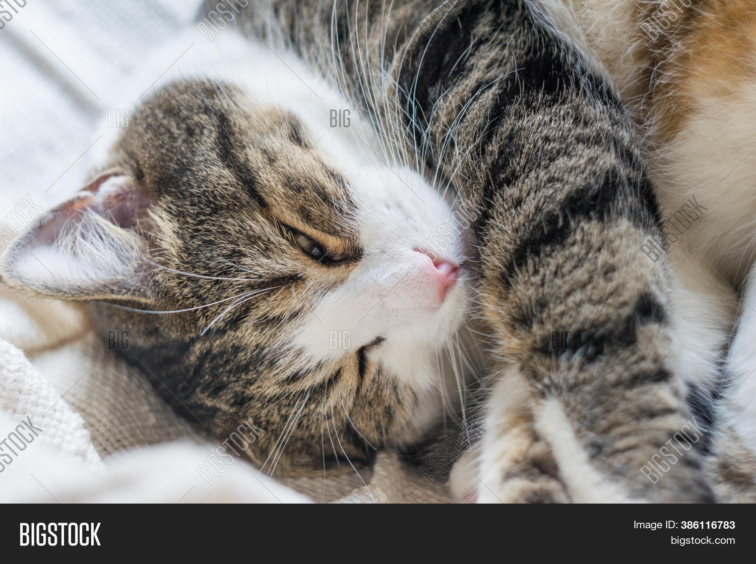 Adult Tabby Cat Lying Image & Photo (Free Trial) | Bigstock