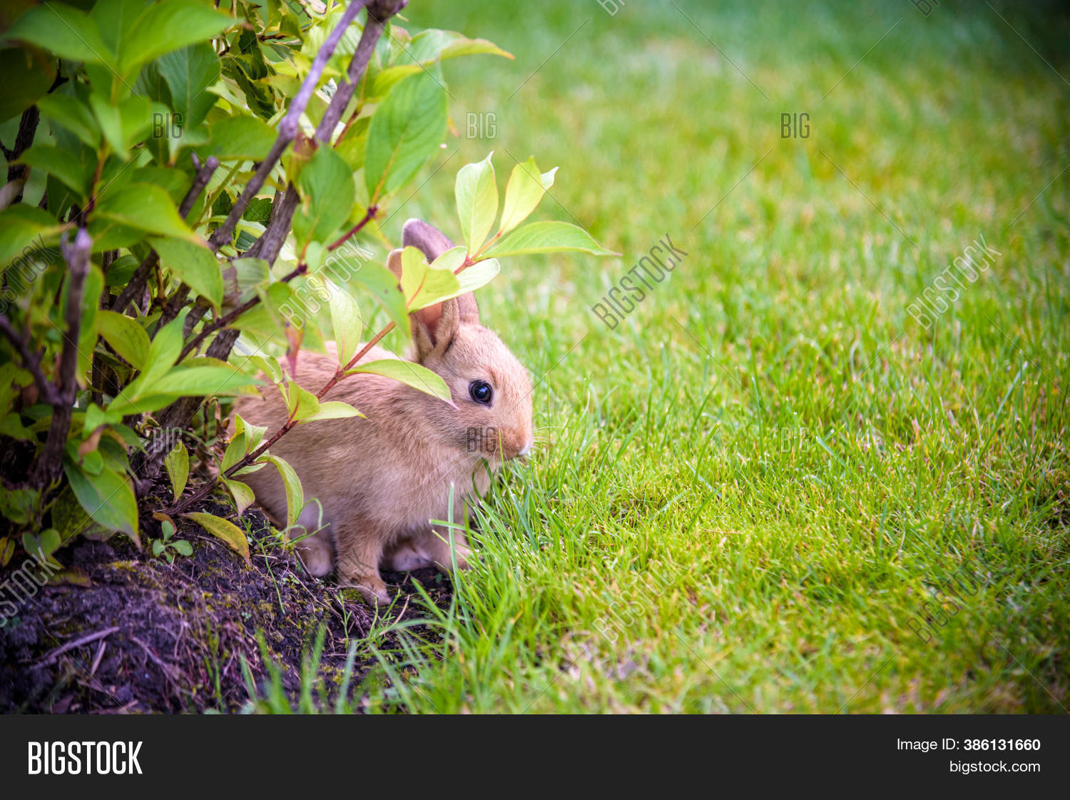 Cute Grey Rabbit Image & Photo (Free Trial) | Bigstock