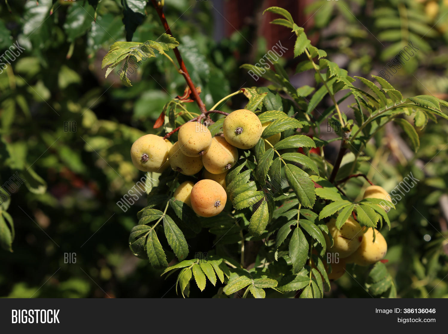 Fruits Sorbus Image & Photo (Free Trial) | Bigstock