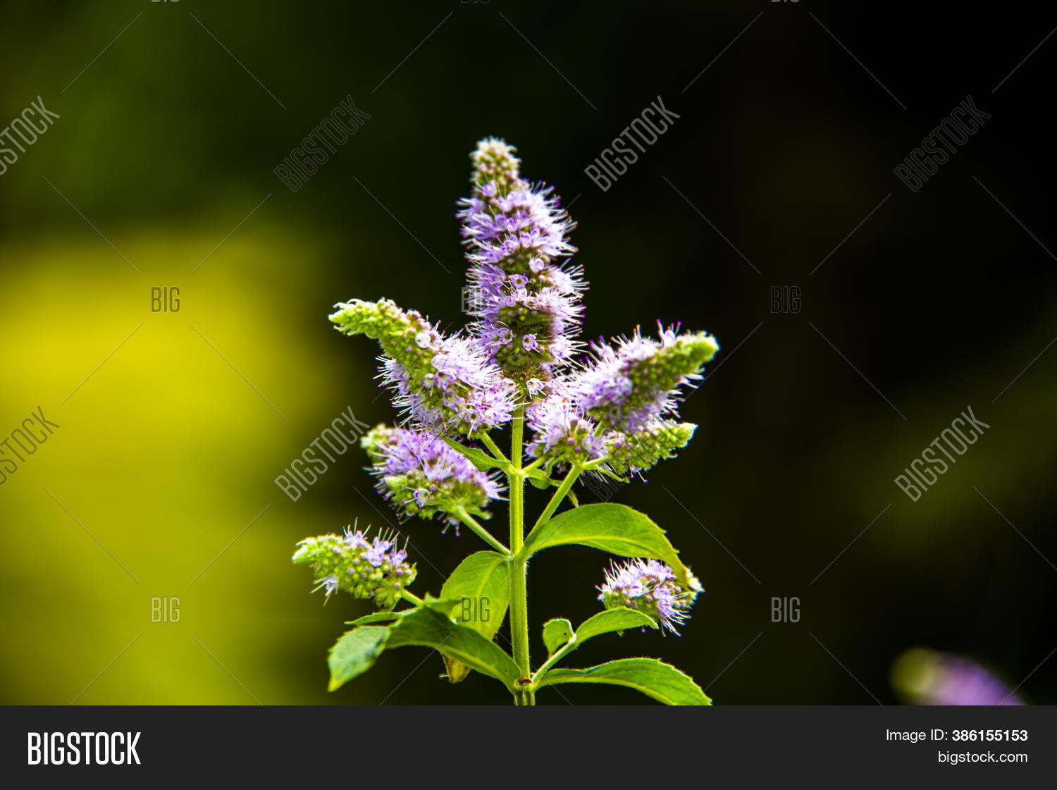 Close Mentha Image & Photo (Free Trial) | Bigstock