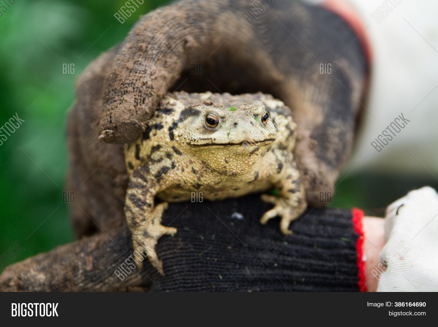 Big Toad Sitting Man Image & Photo (Free Trial) | Bigstock