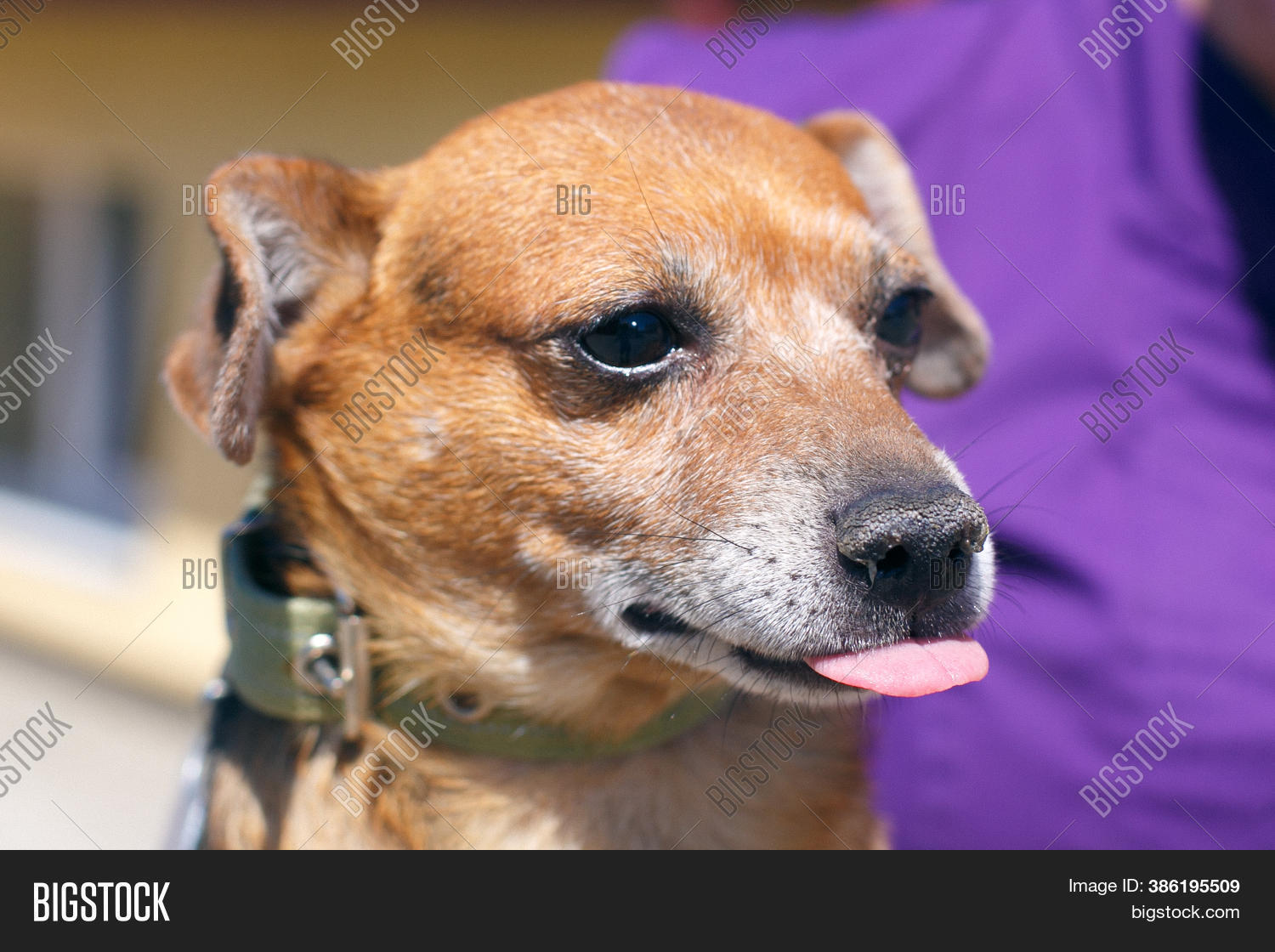 Adorable Funny Brown Image & Photo (Free Trial) | Bigstock