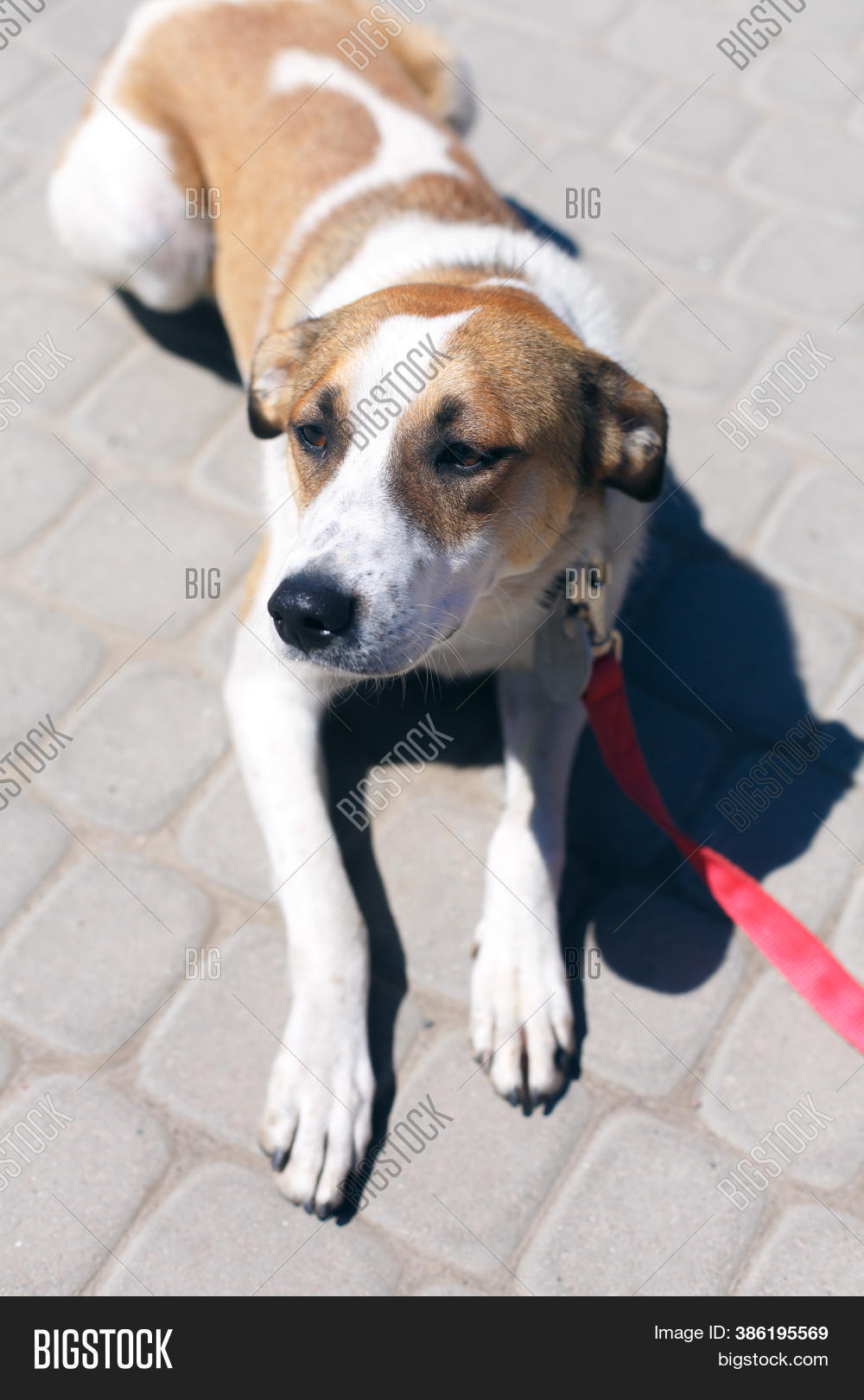 Adorable Scared Brown Image & Photo (Free Trial) | Bigstock