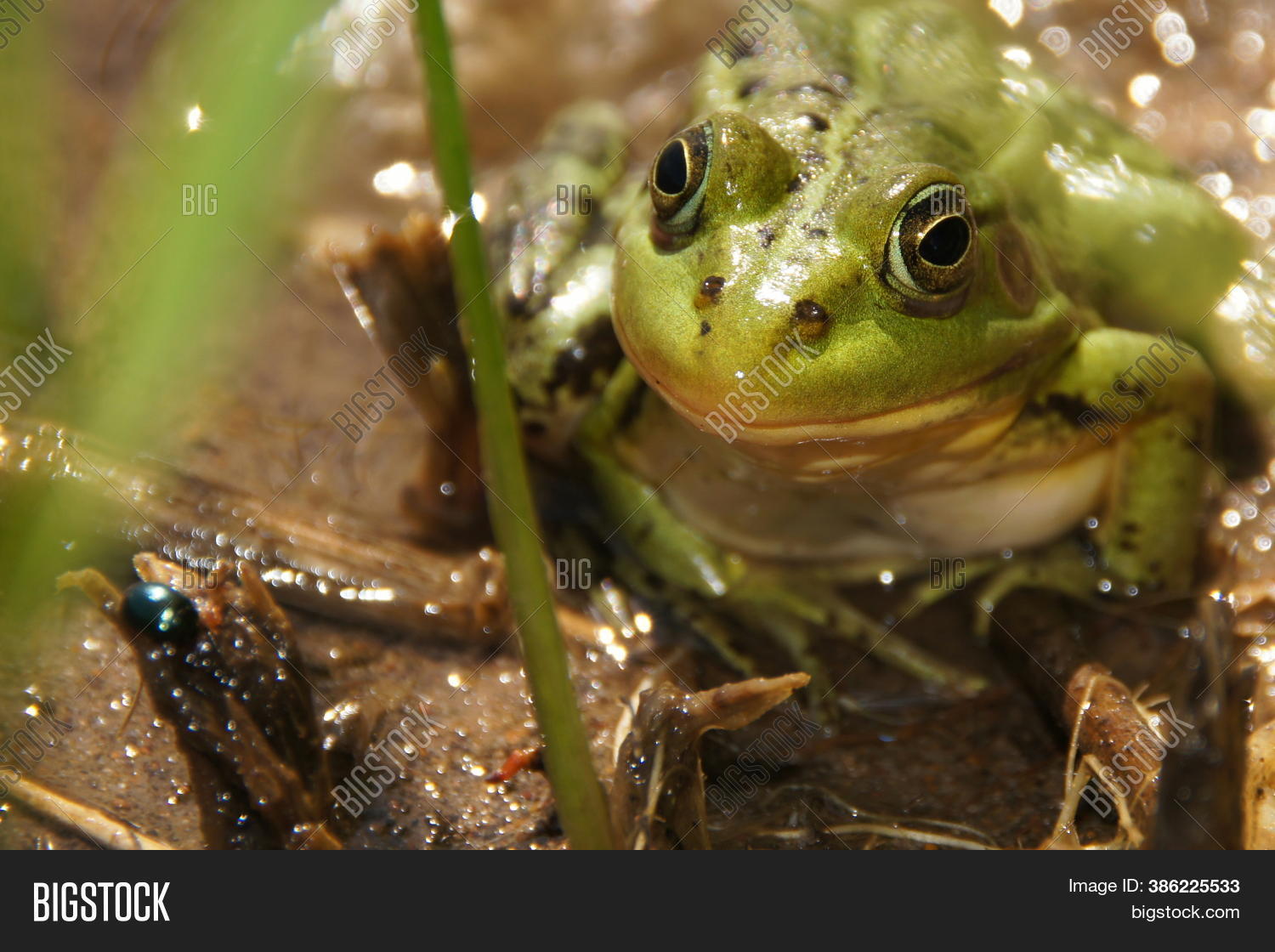 Photo Green Frog Close Image & Photo (Free Trial) | Bigstock