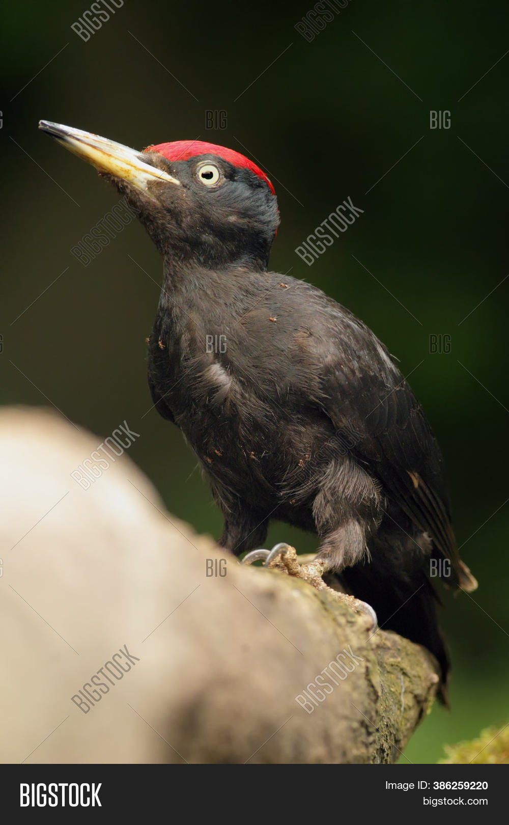 Black Woodpecker ( Image & Photo (Free Trial) | Bigstock
