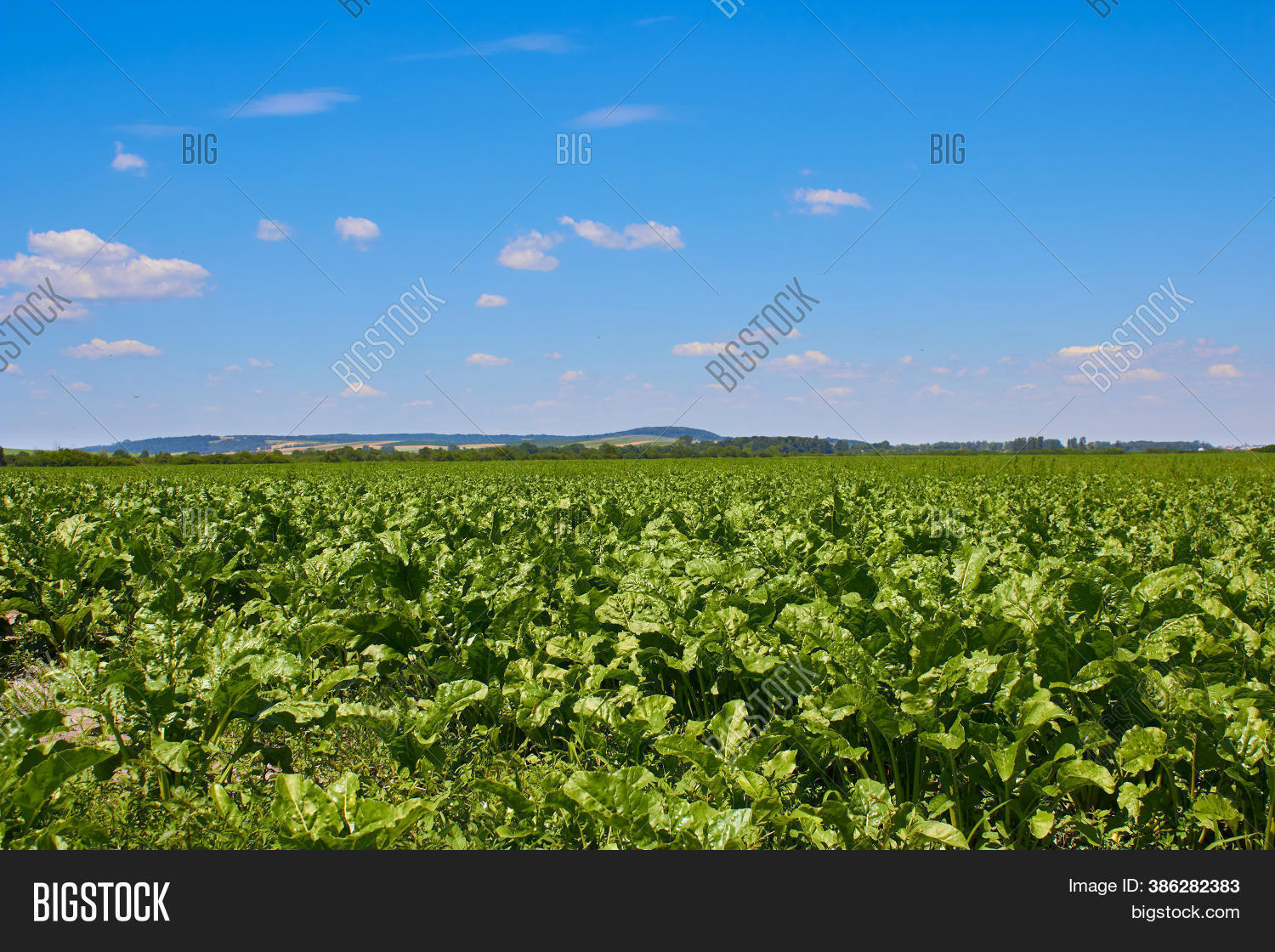 Beet Field Landscape, Image & Photo (Free Trial) | Bigstock