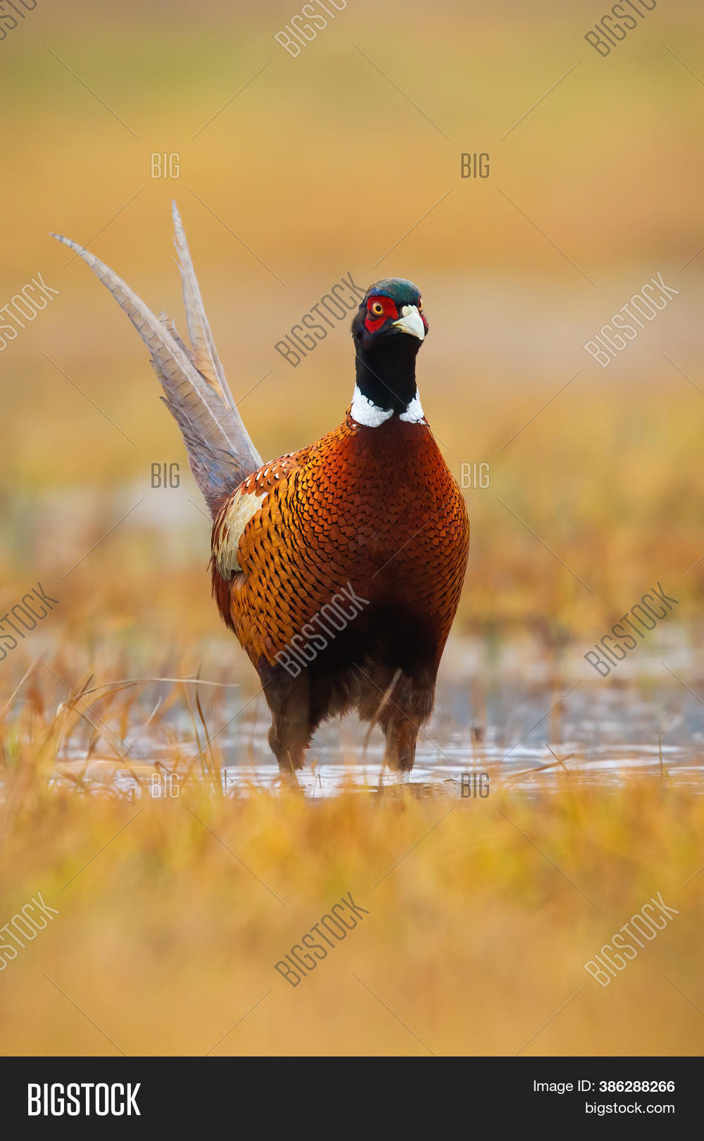 Common Pheasant Image & Photo (Free Trial) | Bigstock