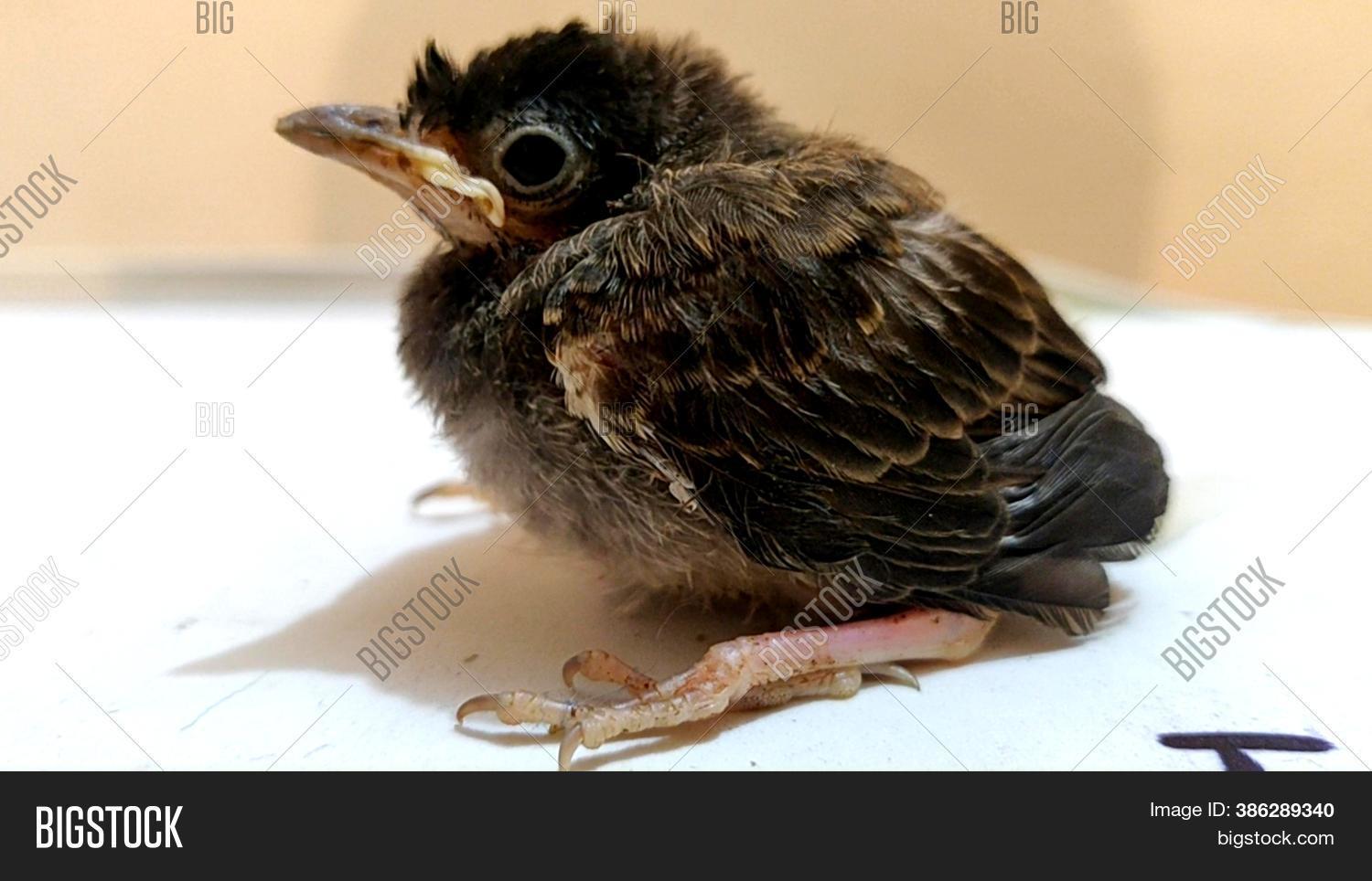 Beautiful Red Image & Photo (Free Trial) | Bigstock