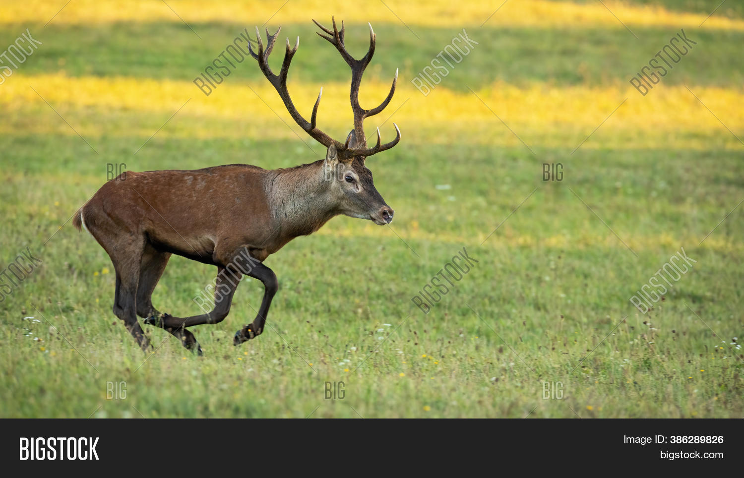 Fast Red Deer Image & Photo (Free Trial) | Bigstock