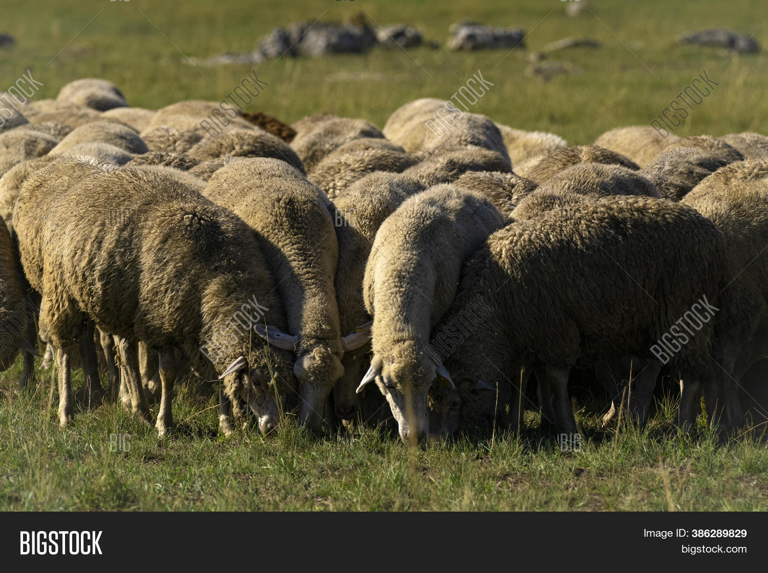 Flock Sheep Field. Image & Photo (Free Trial) | Bigstock