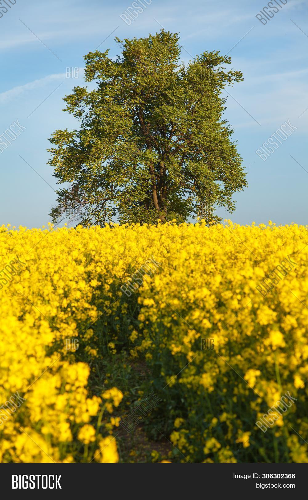 Field Rapeseed, Canola Image & Photo (Free Trial) | Bigstock