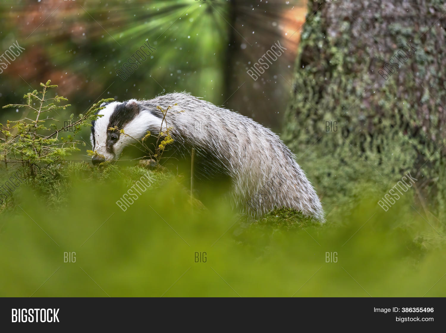 Side View Posing Image & Photo (Free Trial) | Bigstock