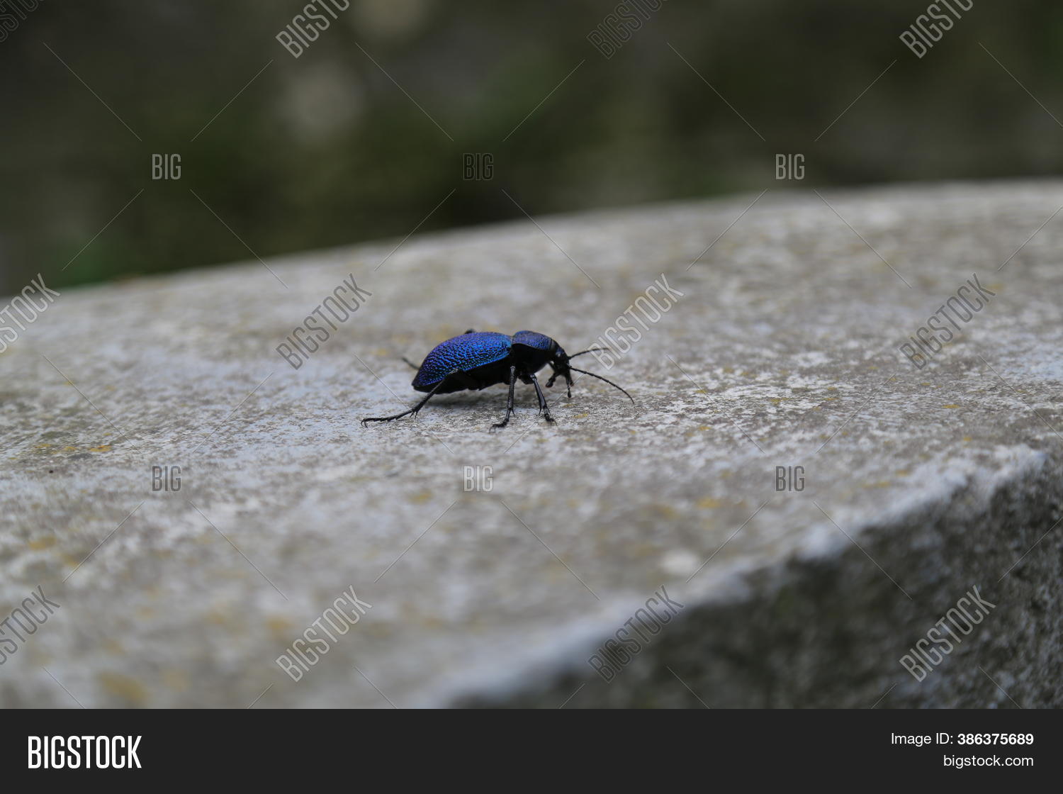 Beetle Long Mustache. Image & Photo (Free Trial) | Bigstock