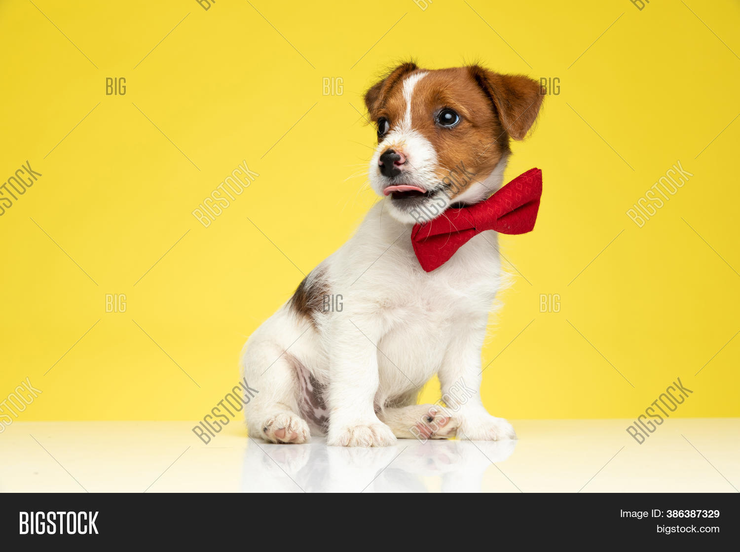Playful Jack Russell Image & Photo (Free Trial) | Bigstock